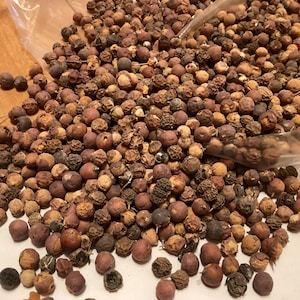 Lote Tree Seeds (CELTIS AUSTRALIS) (european Nettle) (mediterranean ...