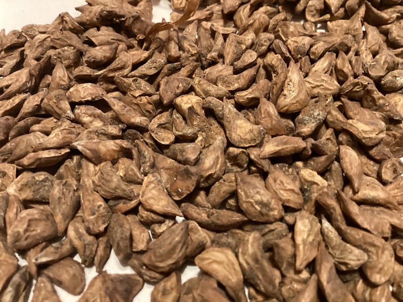 Lebanese Cedar Tree Seeds (CEDRUS LIBANI) - Etsy