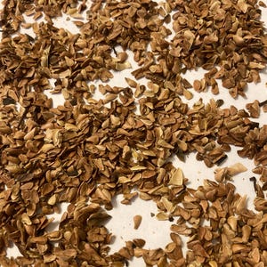 Red Toon Tree Seeds (toona Sinensis) - Etsy