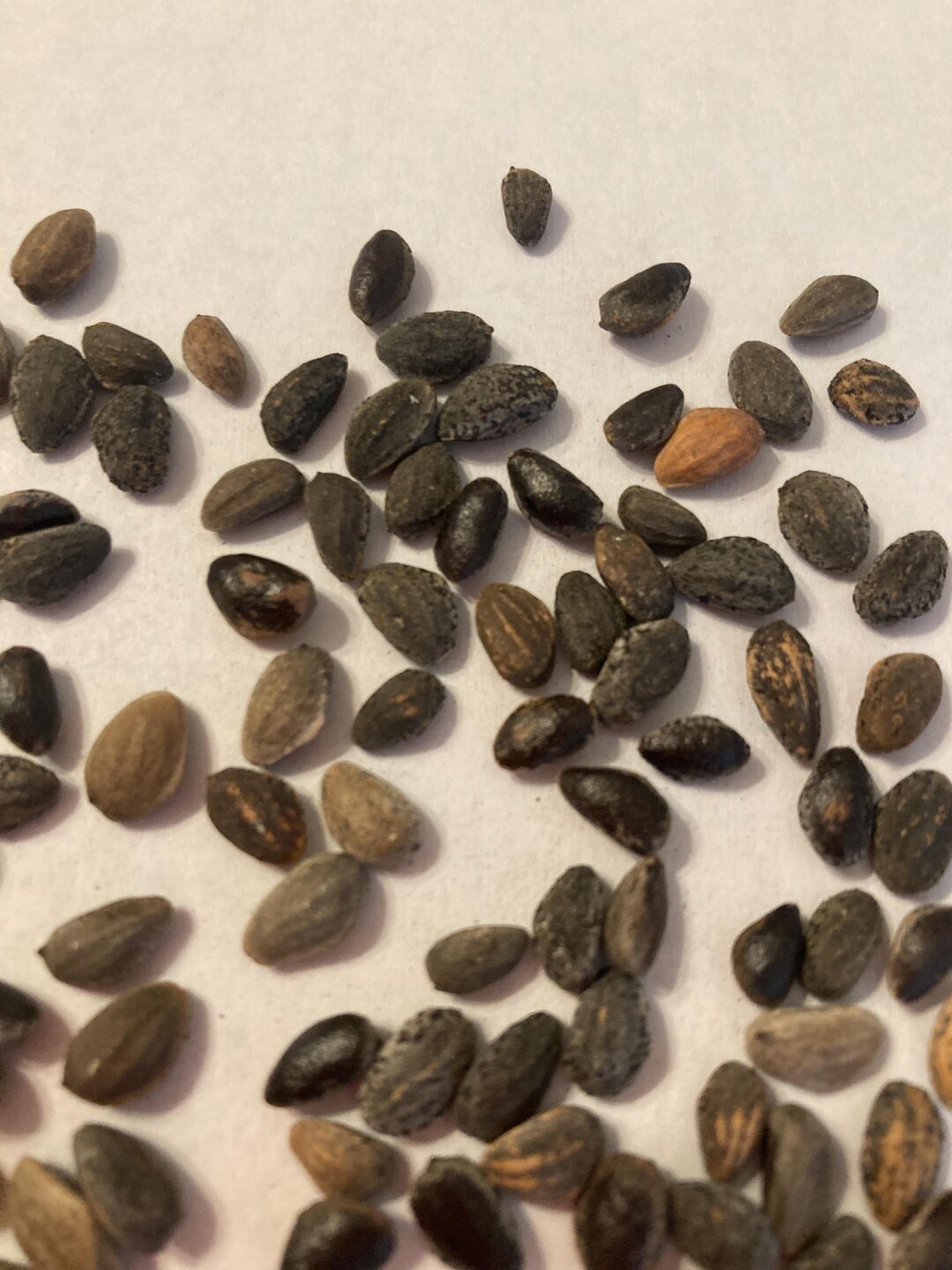 Maritime Pine Tree Seeds (PINUS PINASTER) (cluster Pine) - Etsy