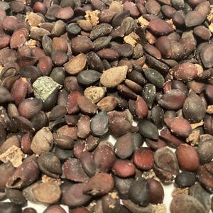 Chinese Sand Pear Tree Seeds (PYRUS PYRIFOLIA) - Etsy