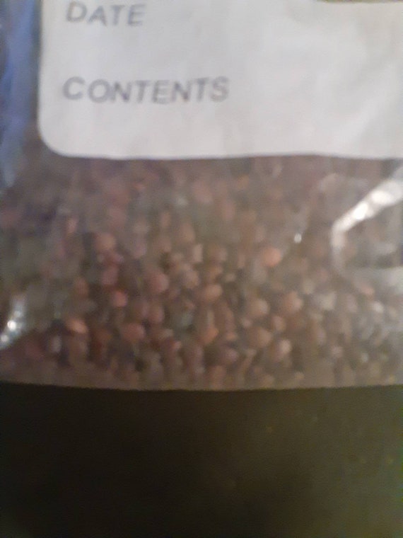 Chinese Redbud Tree Seeds cercis Chinensis | Etsy