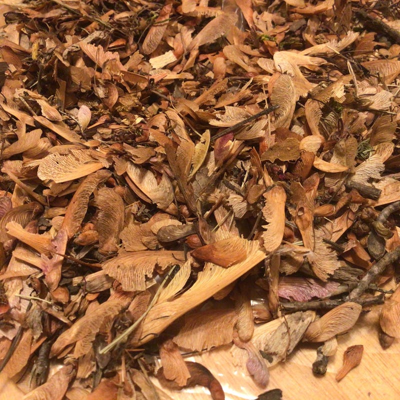 Maple Tree Seeds - Etsy