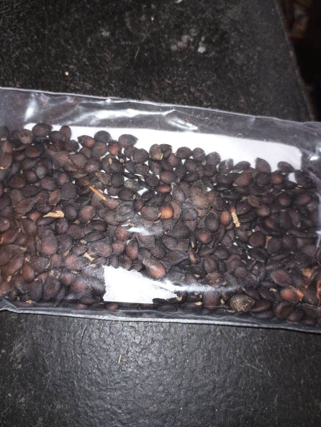 Kirschensaller Pear Tree Seeds pyrus Communis Kirschensaller - Etsy