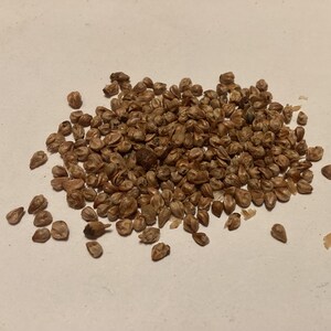 Southern Red Cedar Tree Seeds (JUNIPERUS VIRGINIANA SILICICOLA) - Etsy