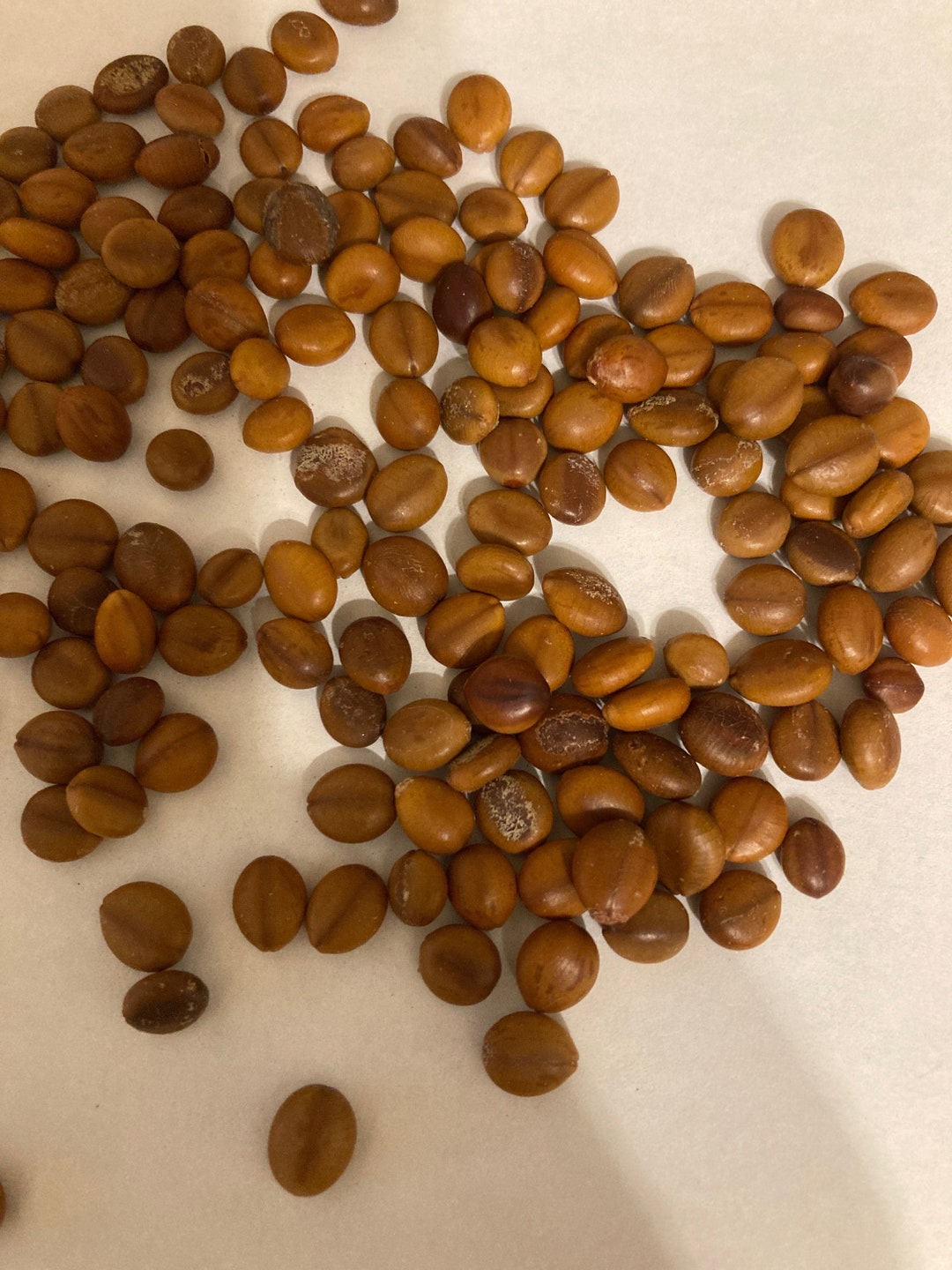 Red Shower Tree Seeds apple Blossom Tree Seeds - Etsy