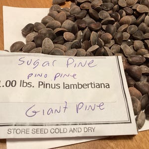 Giant Pine Tree Seeds (PINUS LAMBERTIANA) (sugar Pine) - Etsy