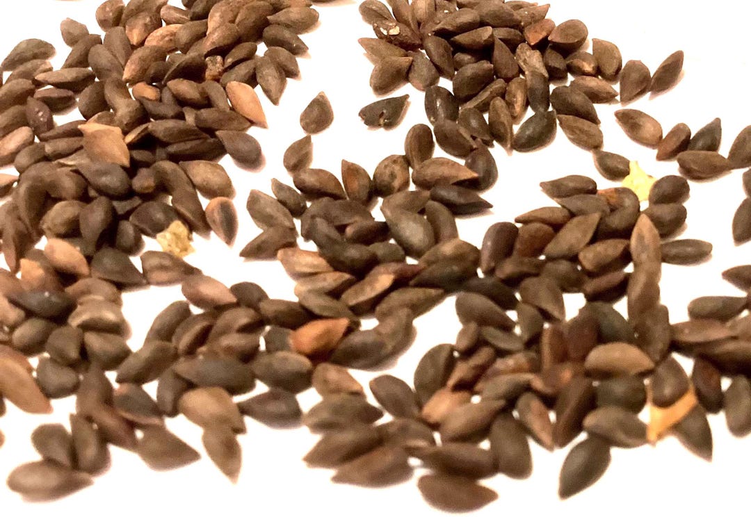 Norway Spruce Tree Seeds (PICEA ABIES) - Etsy