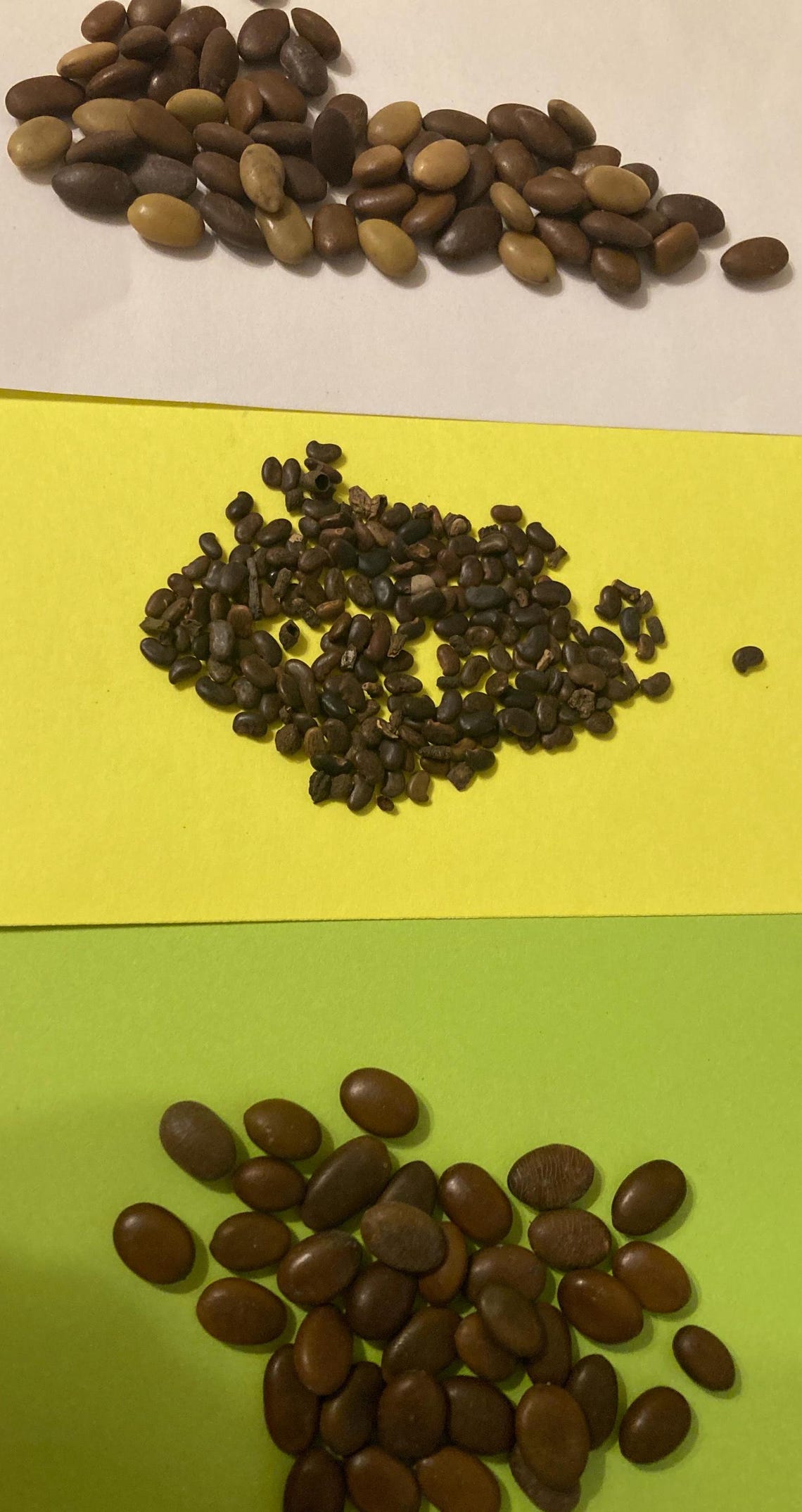 3 Types of LOCUST TREE SEEDS (per Order Randomly Chosen) - Etsy