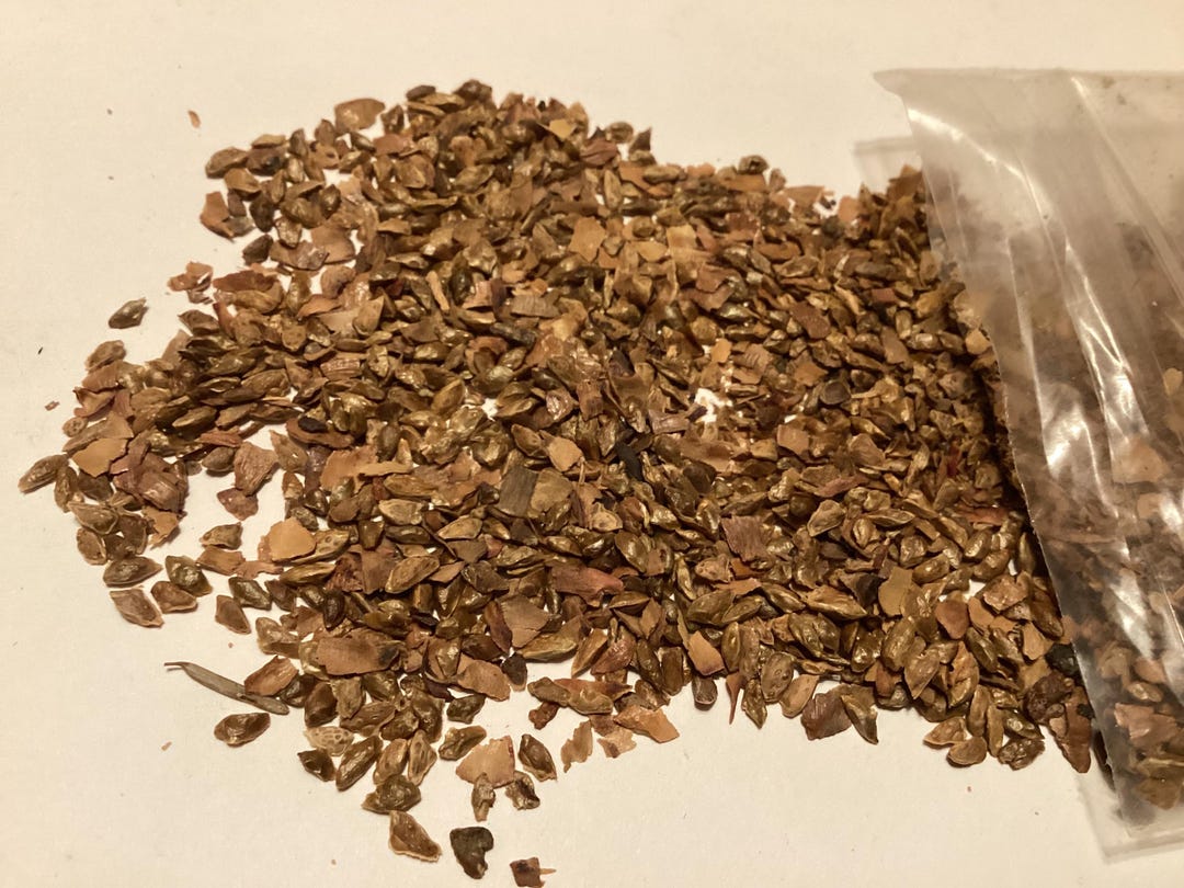 Chinese Hemlock Tree Seeds (TSUGA CHINENSIS) - Etsy