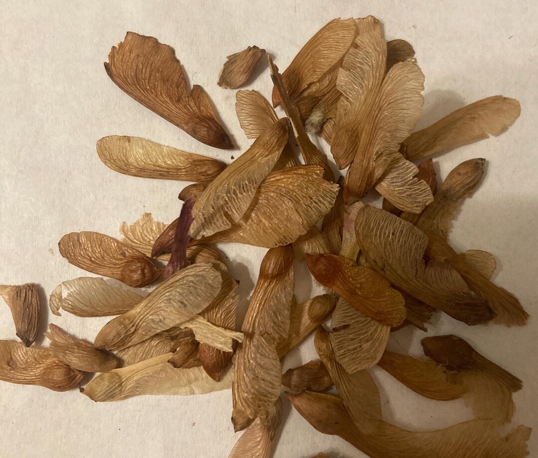 Red Maple Tree Seeds (ACER RUBRUM) (southern Winged) - Etsy