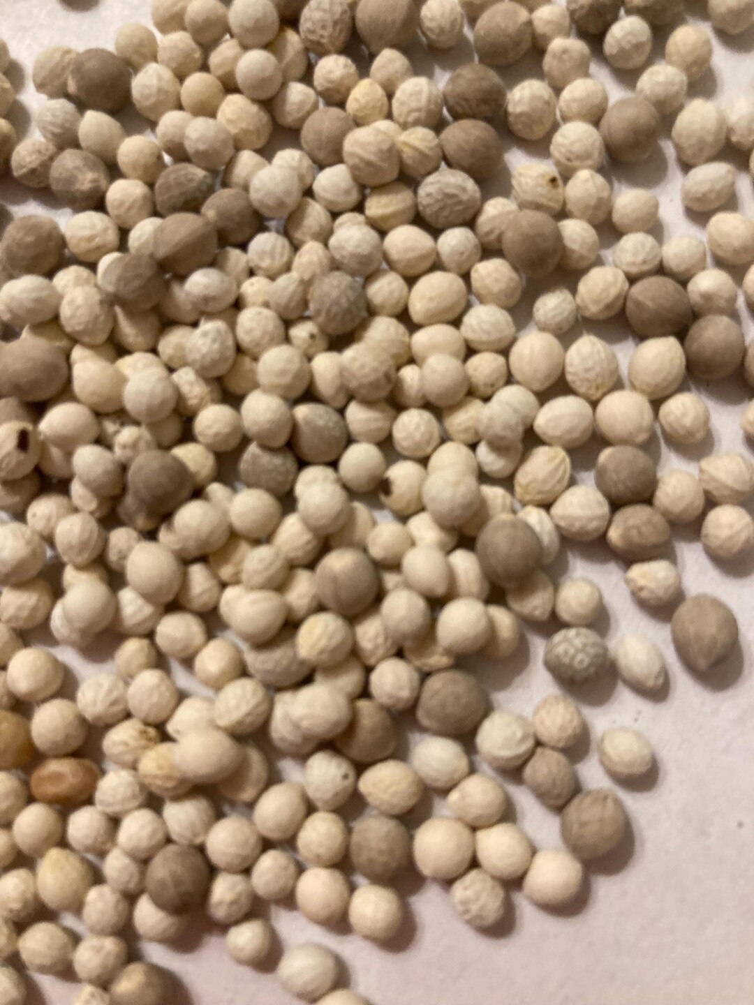 Mississippi Hackberry Tree Seeds (CELTIS Laevigata)(sugarberry)(sugar ...