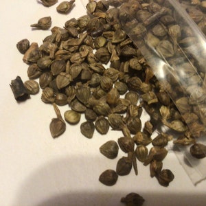 Musclewood Tree Seeds (CARPINUS CAROLINIANA) (american Hornbeam ...