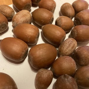 Red Oak Tree Seeds (QUERCUS BOREALIS RUBRA Northern) (northern Red Oak ...