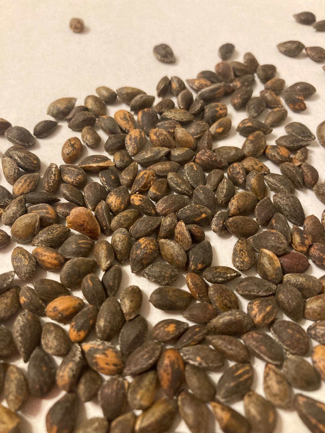 Afghan Pine Tree Seeds ( PINUS ELDARICA) (desert Pine, Eldarica Pine ...