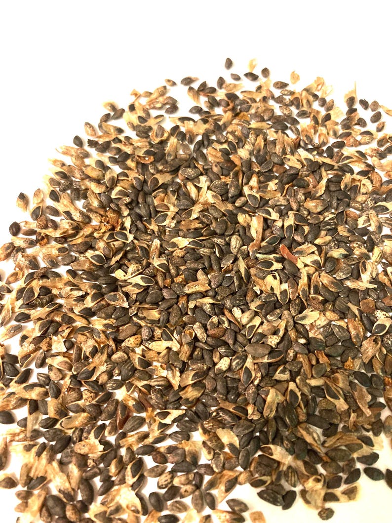 Shore Pine Tree Seeds (PINUS Contorta)(beach Pine) - Etsy