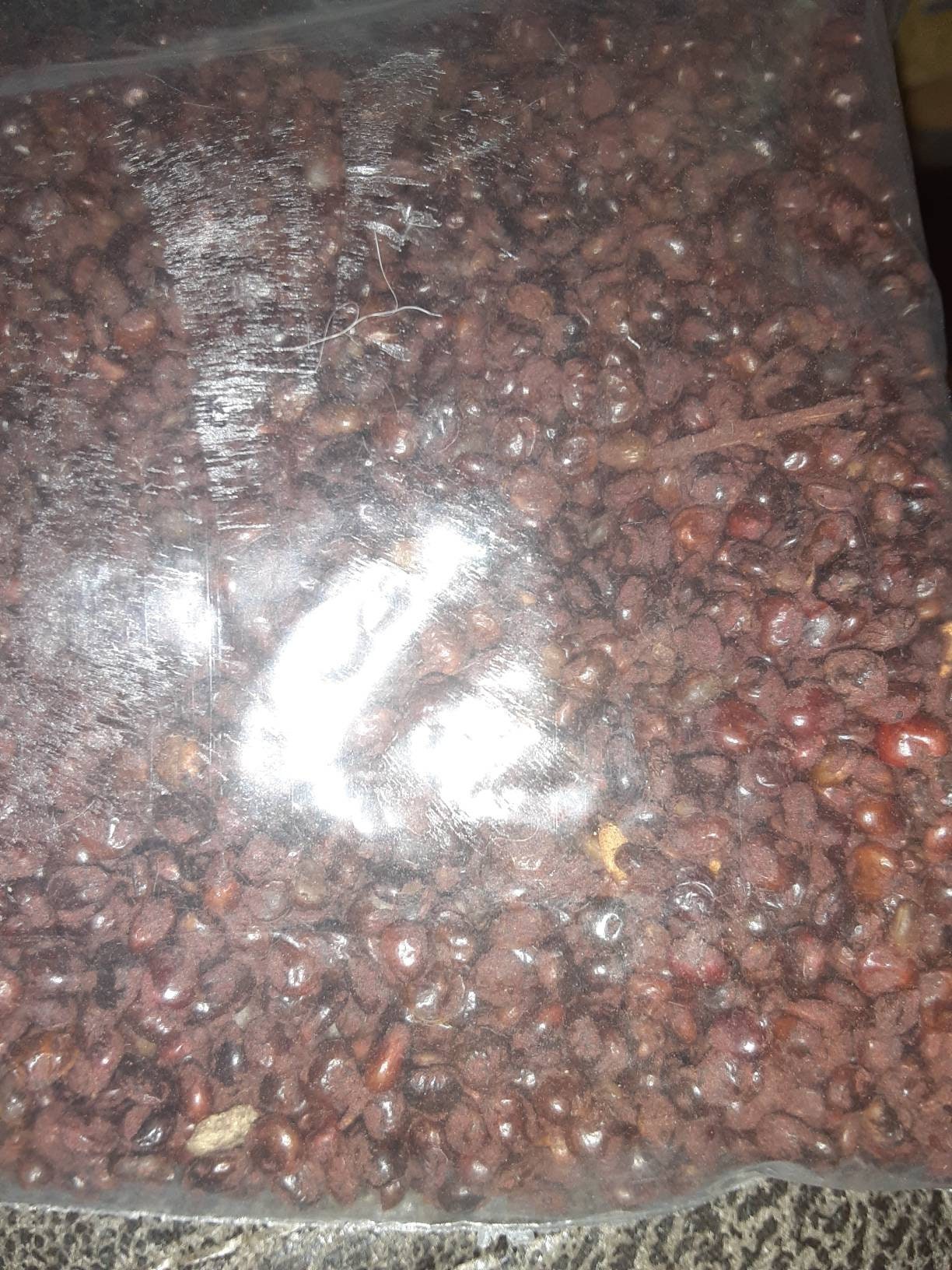 Seeds & Bulbs Craft Supplies & Tools Chinese sumac tree seeds Rhus ...