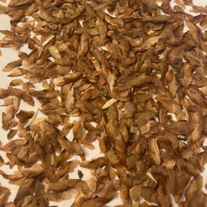 Indian Mahogany Tree Seeds (TOONA CILIATA) (toon Tree, Australian Red ...