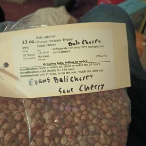 Evans Cherry Tree Seeds prunus Cerasus 'evans' evans Bali Cherry - Etsy
