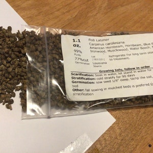 Musclewood Tree Seeds (CARPINUS CAROLINIANA) (american Hornbeam ...