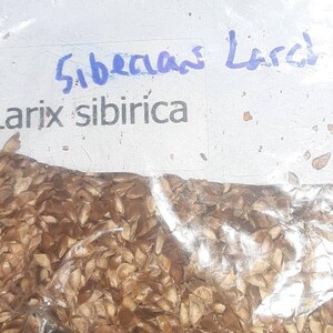 Siberian Larch Tree Seeds (LARIX SIBIRICA) - Etsy