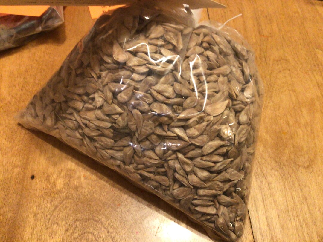 Deodar Cedar Tree Seeds CEDRUS DEODARA - Etsy
