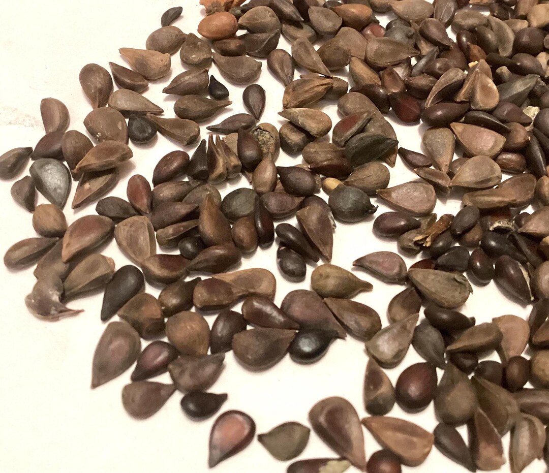 Japanese Flowering Quince Tree Seeds (CHAENOMELES JAPONICA) (dwarf ...