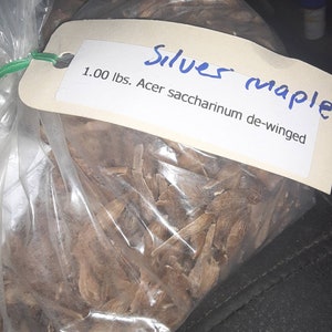 Silver Maple Tree Seeds acer Saccharinum swamp Maple, Creek Maple - Etsy