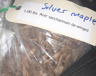Silver Maple Tree Seeds - Etsy