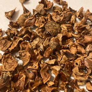 Bald Cypress Tree Seeds (TAXODIUM DISTICHUM) (southern Sourced) - Etsy