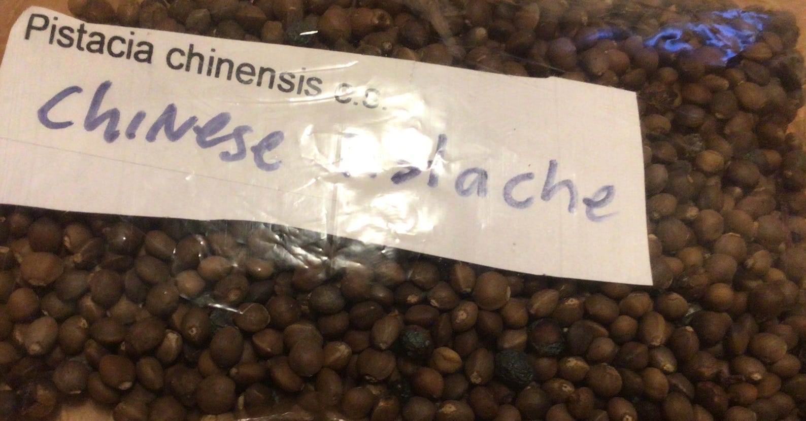 Chinese Pistach Tree Seeds (PISTACIA CHINENSIS C.s.) - Etsy