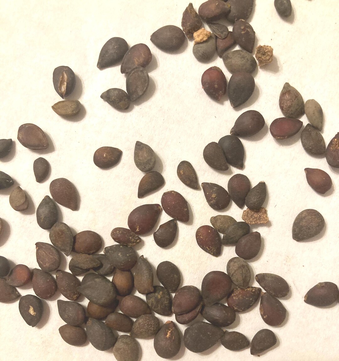 Asian Pear Tree Seeds (PYRUS PYRIFOLIA) (chinese Sand Pear)(sand Pear ...