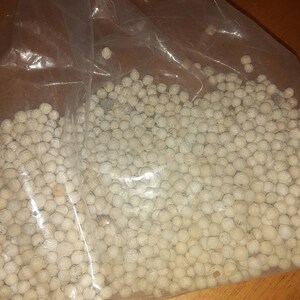 Netleaf Hackberry Tree Seeds celtis Laevigata - Etsy