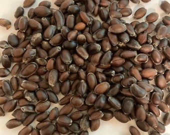 Carolina Allspice, Sweetshrub calycanthus Floridus - Etsy