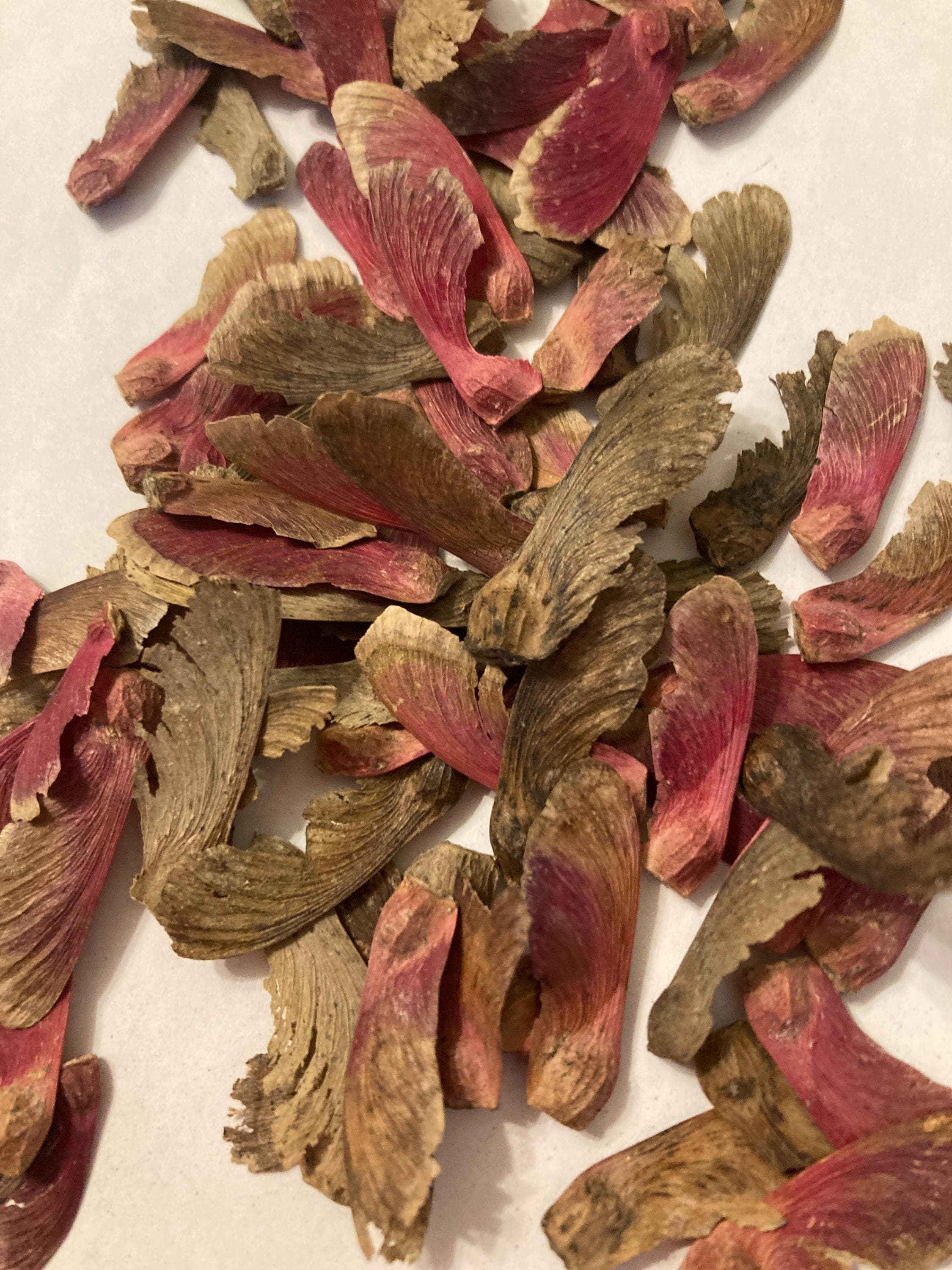 Suminagashi Japanese Maple Tree Seeds (acer Palmatum) - Etsy