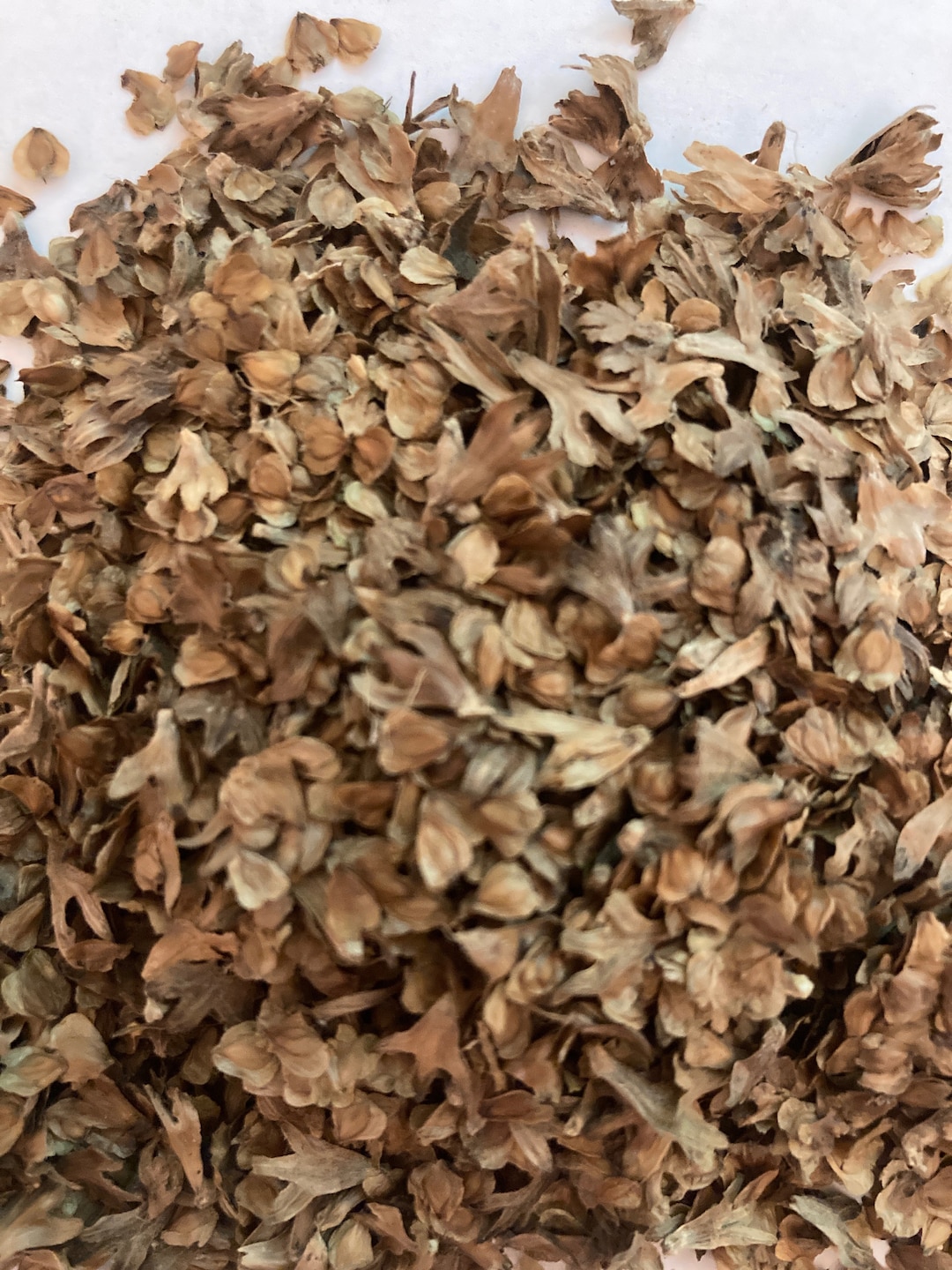 Yellow Birch Tree Seeds (betula Alleghaniensis) - Etsy