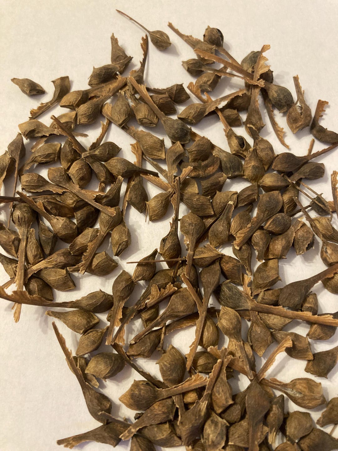 Balkan Maple Tree Seeds (acer Hyrcanum) - Etsy