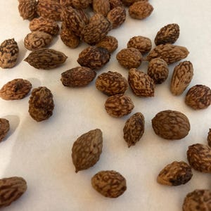Jujube Tree Seeds (ZIZIPHUS JUJUBA) (chinese Date) (tsao) - Etsy