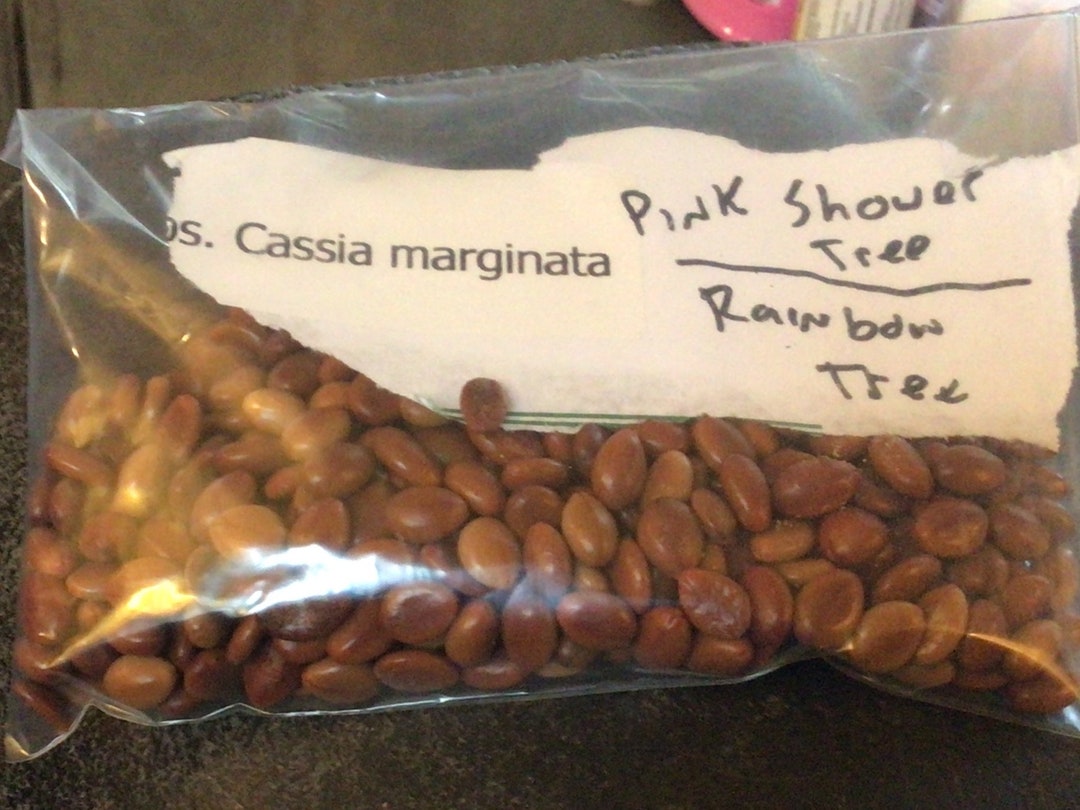 Rainbow Tree Seeds cassia Marginata pink Shower Tree - Etsy