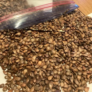 Common Apple Tree Seeds (MALUS PUMILA) (paradise Apple) (98% Red ...