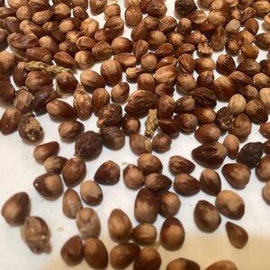 Single-seed Juniper Tree Seeds (JUNIPERUS MONOSPERMA) (cherrystone ...