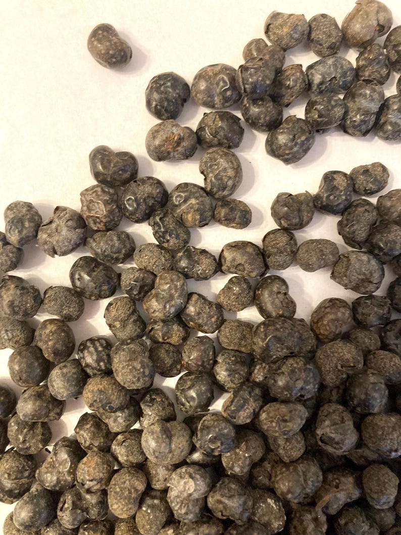 Wagner Windmill Palm Tree Seeds (TRACHYCARPUS WAGNERIANUS) (dwarf ...