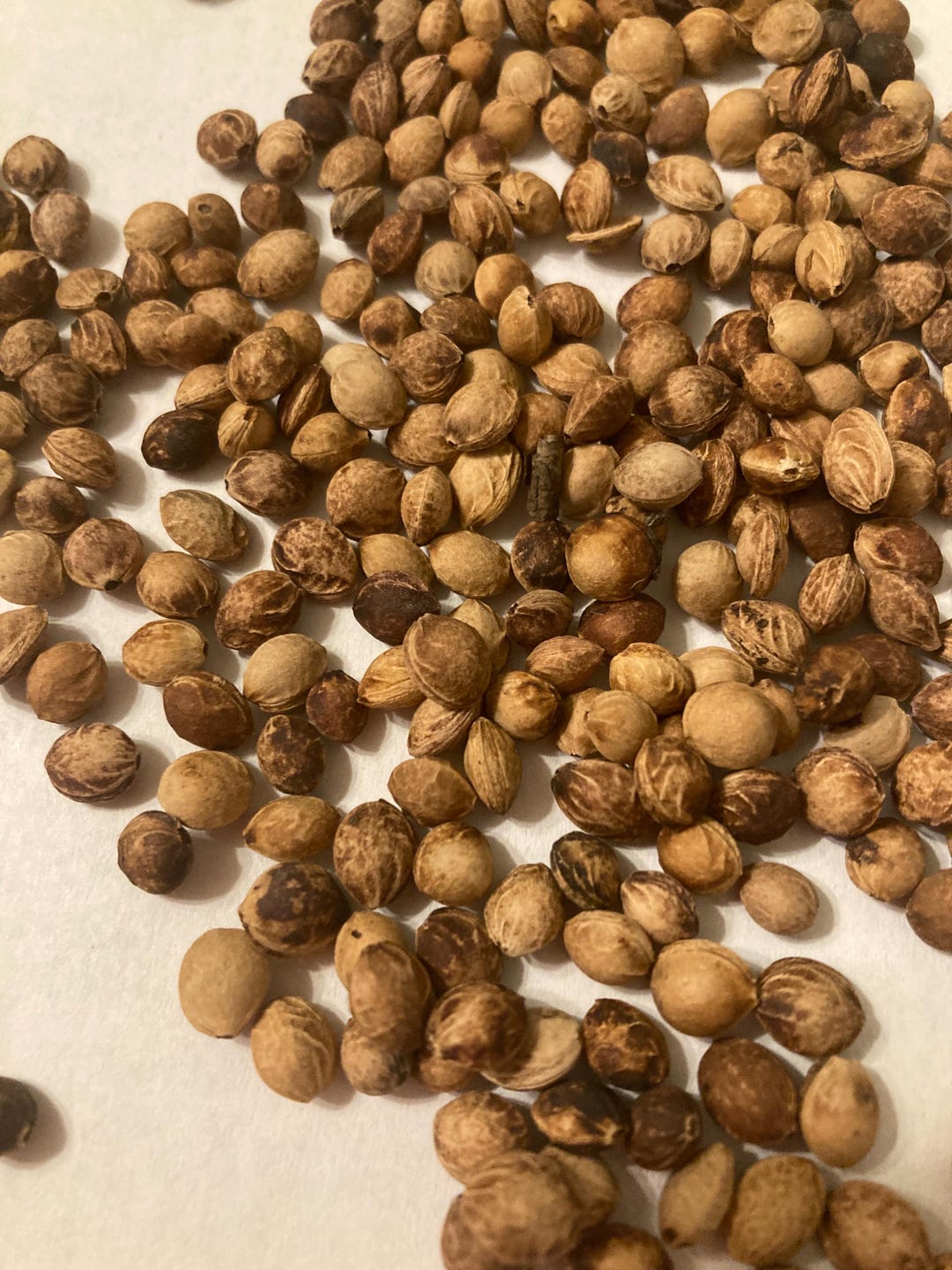 North Japanese Hill Cherry Tree Seeds (PRUNUS Sargentii)(sakura ...