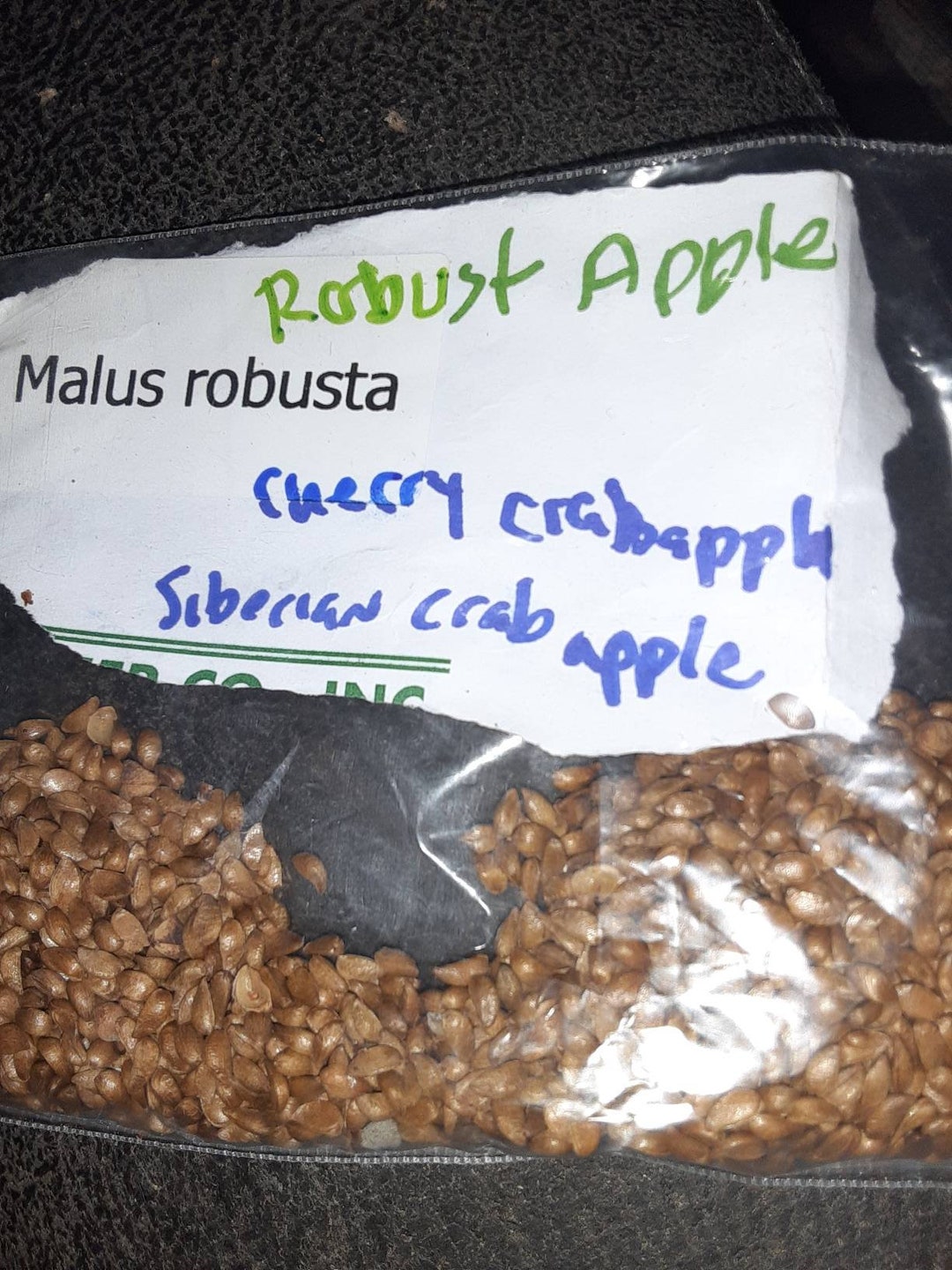 Cherry Crab Apple Tree Seeds malus Robusta - Etsy