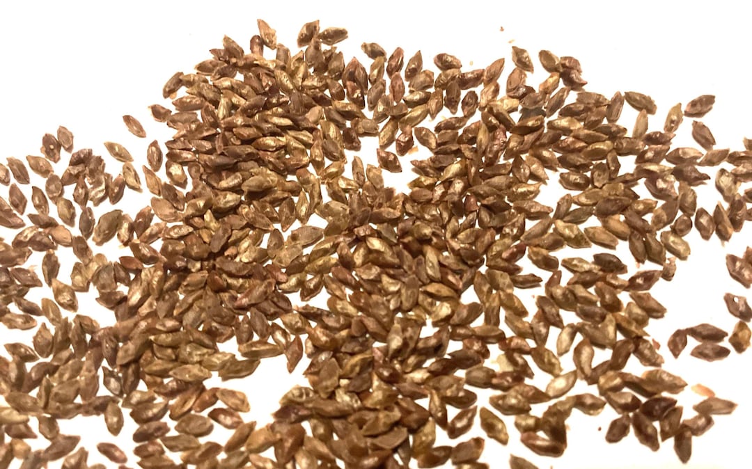 Western Hemlock Tree Seeds (TSUGA HETEROPHYLLA) - Etsy