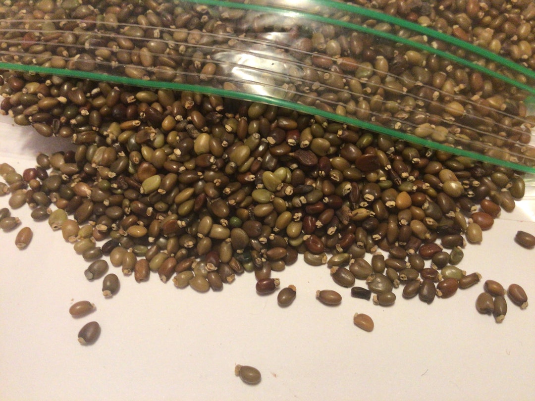 Scotch Broom Shrub Seeds (CYTISUS SCOPARIUS) - Etsy