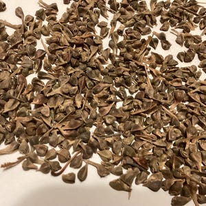 Trident Maple Tree Seeds (ACER BUERGERIANUM) (dewinged) (three-toothed ...