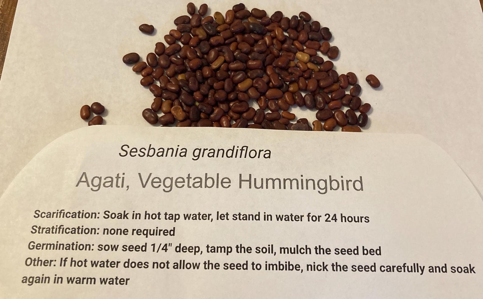Vegetable Hummingbird Tree Seeds (SESBANIA GRANDIFLORA) (agati) - Etsy