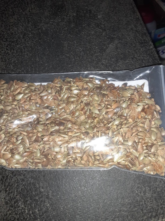 Hop Hornbeam Tree Seeds ostrya Virginiana eastern Hop - Etsy