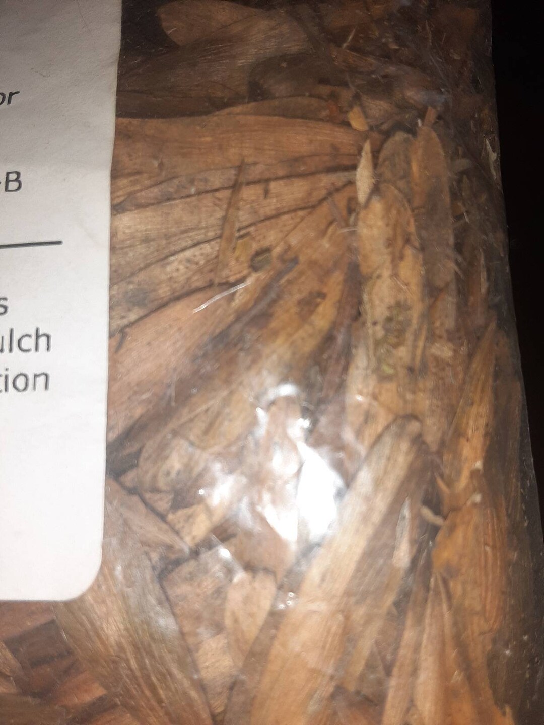 European Ash Tree Seeds fraxinus Excelsior - Etsy